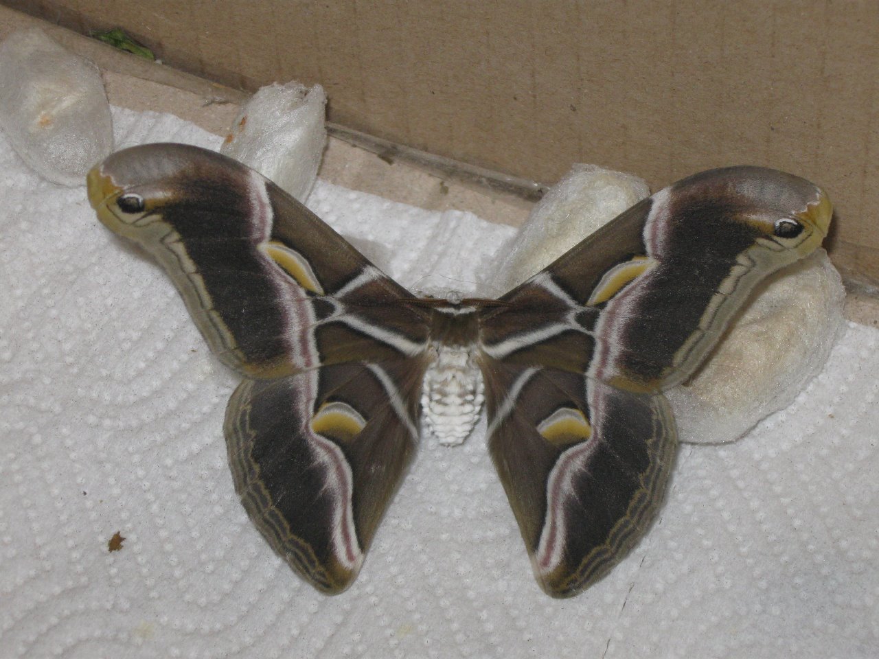 Samia cynthia ricini (Martináč hedvábný/pajasanový) :: Pinacotheca