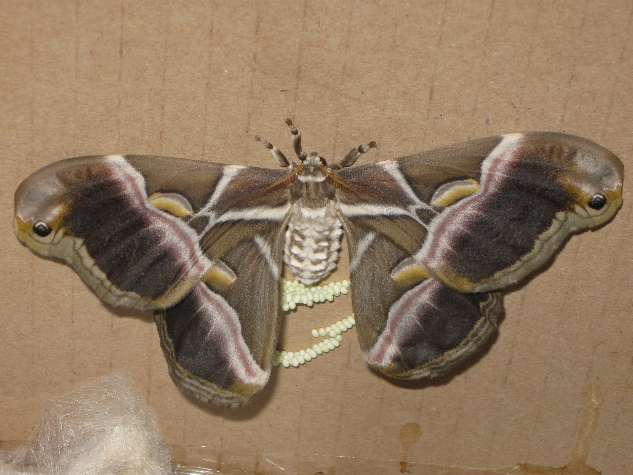 Samia cynthia ricini (Martináč hedvábný/pajasanový) :: Pinacotheca