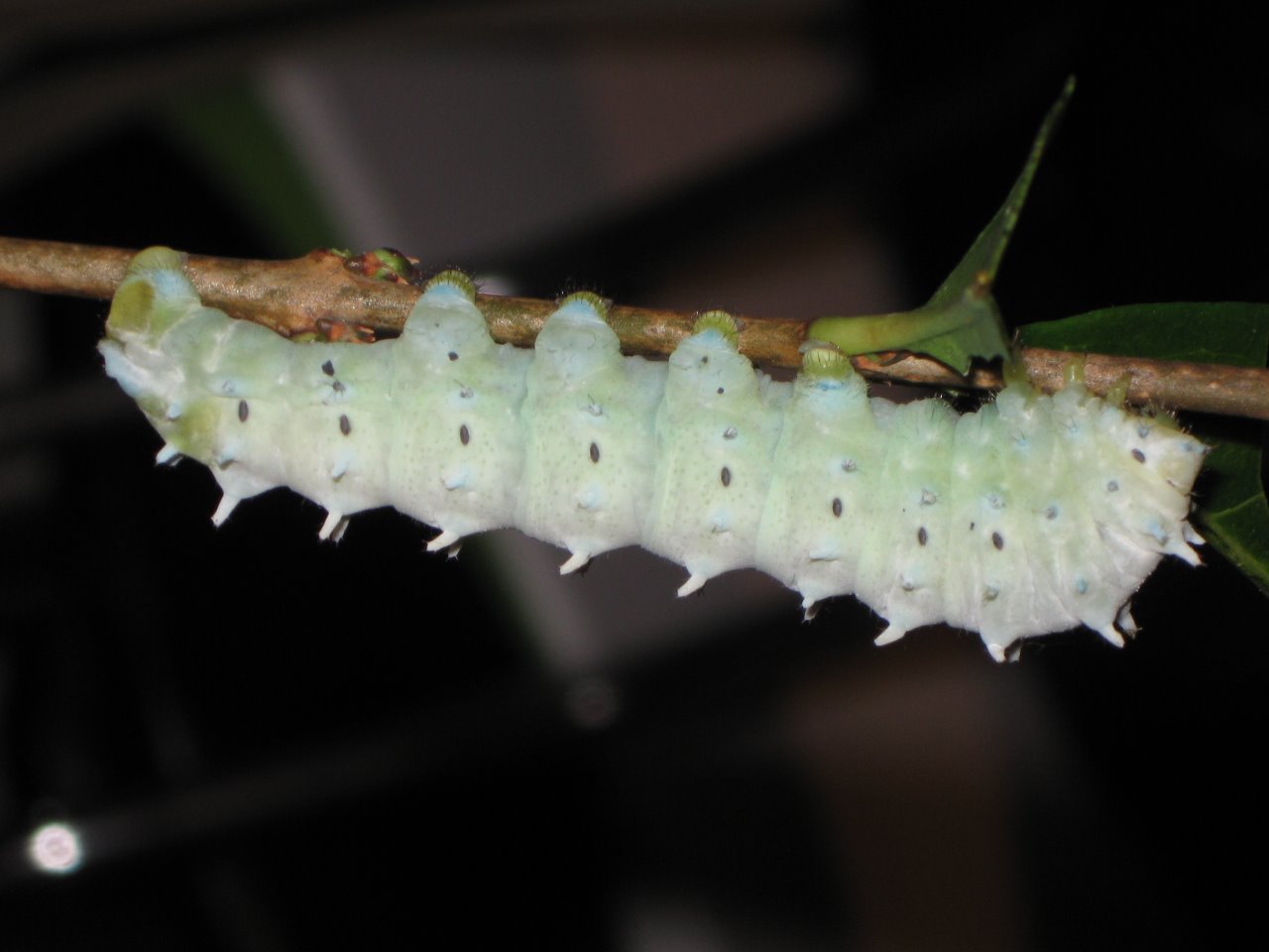 Samia cynthia ricini (Martináč hedvábný/pajasanový) :: Pinacotheca